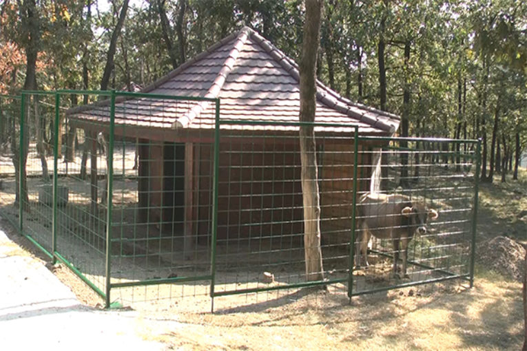 ZOO VRT biser grada Bora! | TV Istok